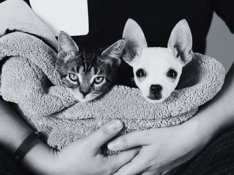 Petition - Aloha Animal Alliance Hawaii