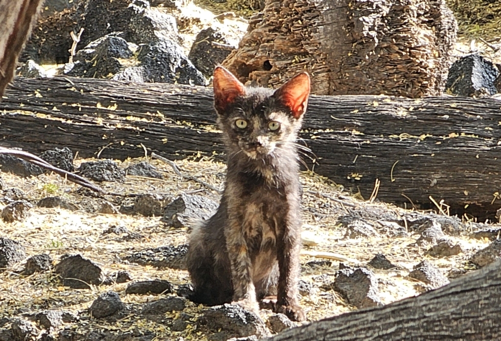 Feral Cats in Hawaii: Essential FAQ and Local Insights